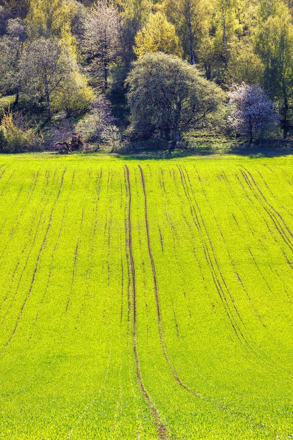 Rural Landscape with a Green Field and Budding Trees at Spring Stock ...