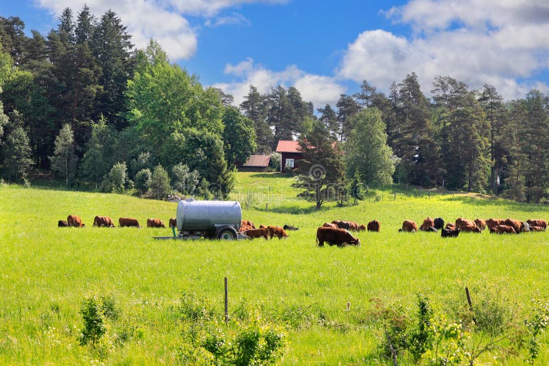 Hereford Cattle Grazing In The Green Field Stock Image Image Of Mammal Nature 321680745