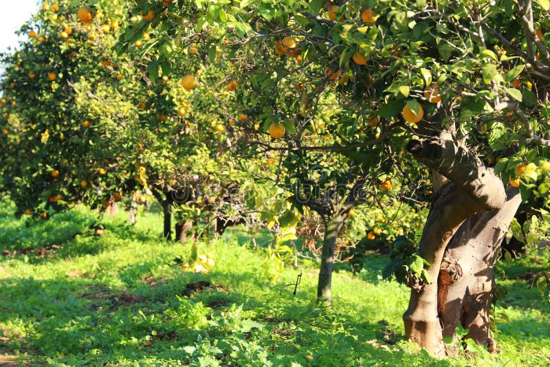 Rural Landscape Image of Orange Trees in the Citrus Plantation. Stock ...