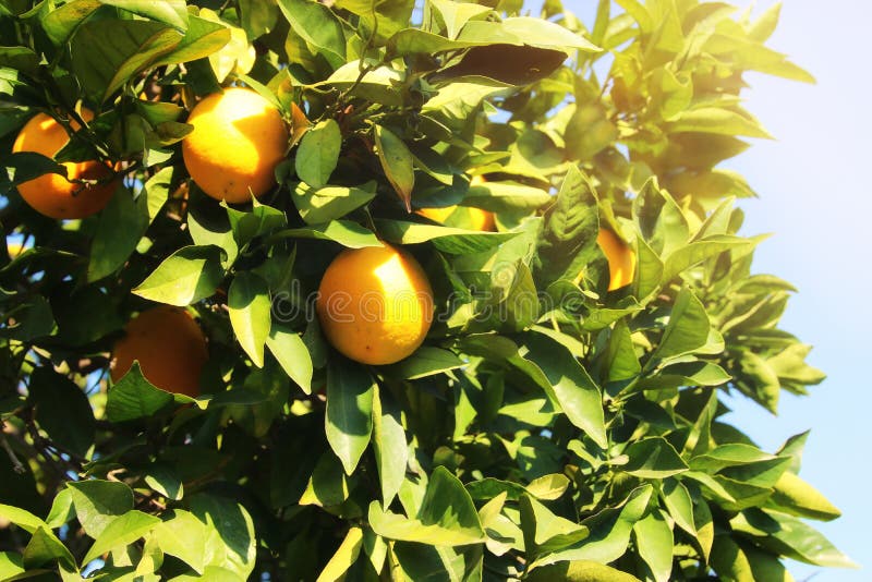 Rural Landscape Image of Orange Trees in the Citrus Plantation. Stock ...