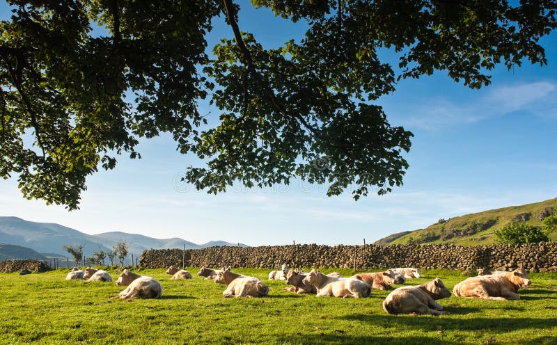Rural Landscape, Lake District, UK Stock Image - Image of lake, tree ...
