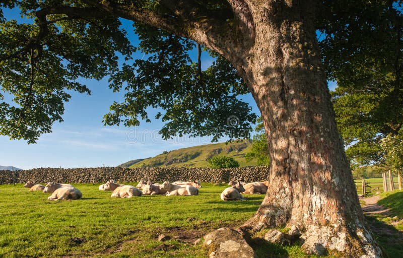 Rural Landscape, Lake District, UK Stock Photo - Image of sunrise ...