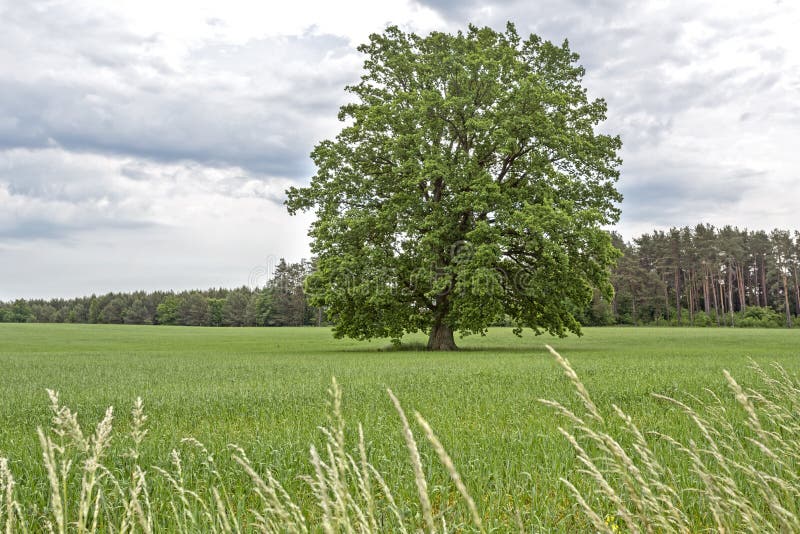 Rural Landscape with a Large Tree in East Germany Stock Photo - Image ...