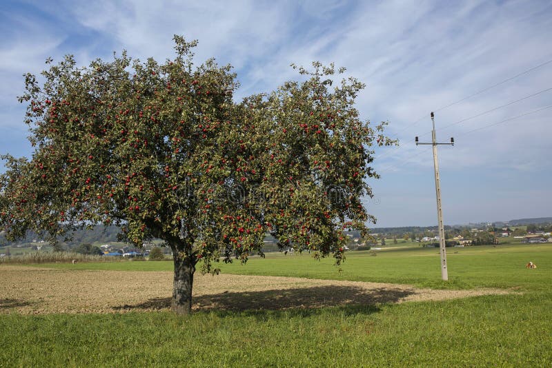 Rural landscape stock photo. Image of summer, branch - 80767160