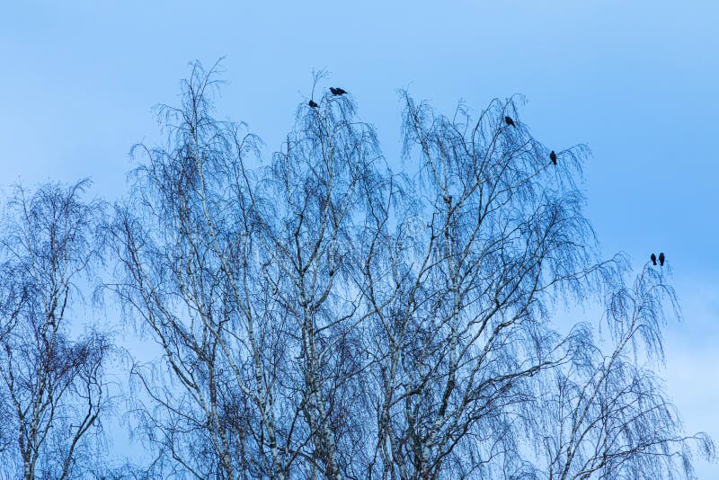 The Rural Landscape of Migrating Birds Like Rooks, Ravens or Crows ...