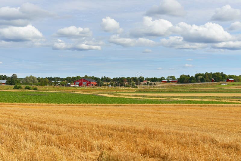Rural Landscape with Mown Rye Stock Photo - Image of autumn, house ...