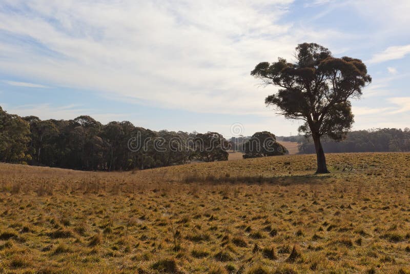 A Rural Landscape. NSW, Australia. Stock Image - Image of park ...