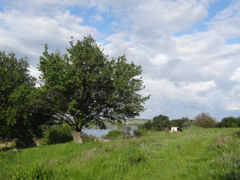 Rural landscape stock image. Image of spring, wildlife - 82488507