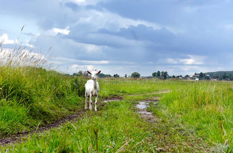 Landscape with goat stock photo. Image of grass, black - 100749478