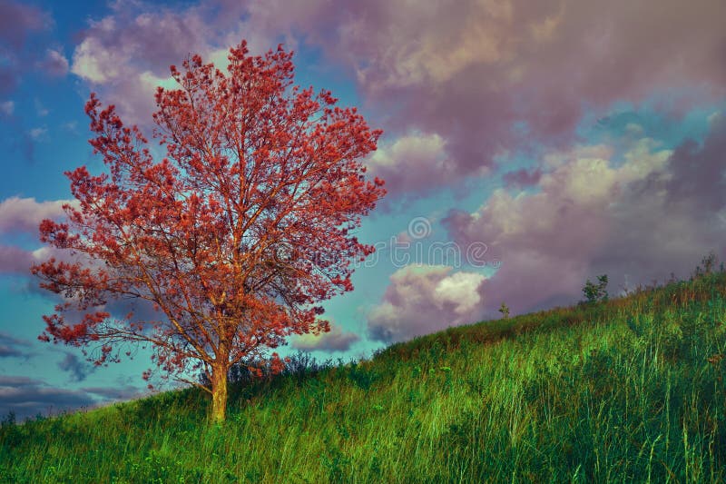 Lawn Grading Stock Photos - Free & Royalty-Free Stock Photos from ...