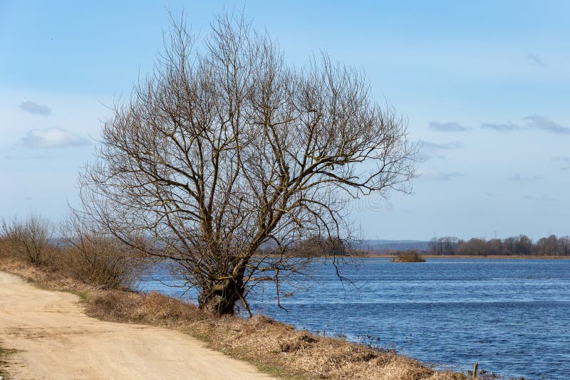 A Rural Landscape with a Single Tree and a Road Surrounded by Water ...