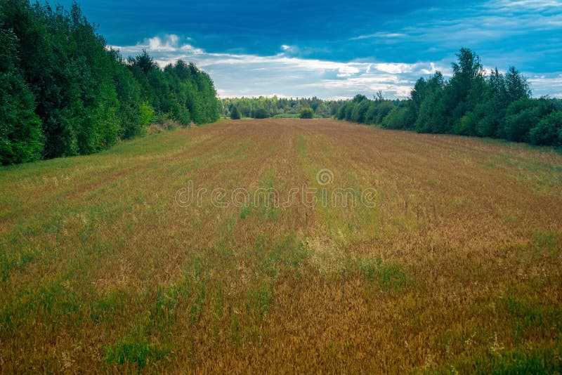 Rural Landscape, Small Field of Forage Crops among the Forest Stock ...