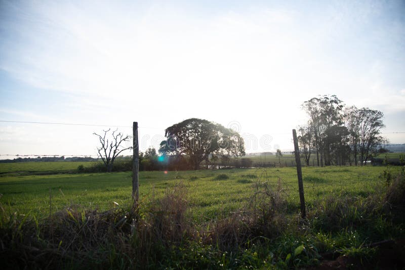 Rural Landscape in Southern Brazil Stock Image - Image of herd, bucolic ...