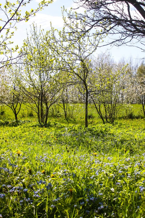 Rural Landscape. Spring in the Countryside Stock Photo - Image of park ...