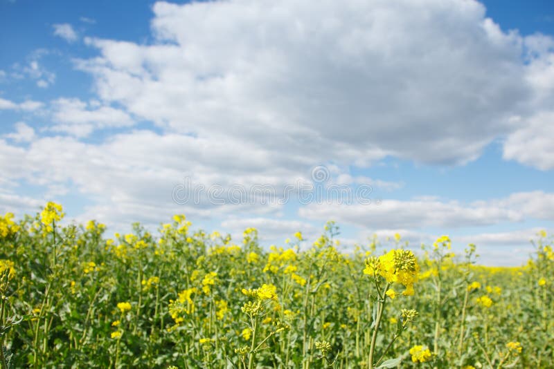 The Rural Landscape in the Spring Stock Photo - Image of cloud, nature ...