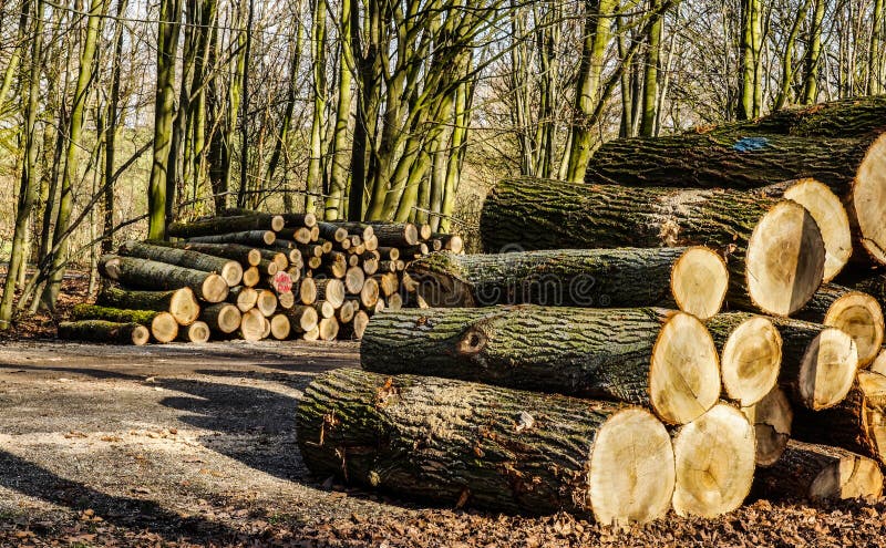 Rural Landscape with Stacks of Cut Lumber in a Forest Stock Photo ...