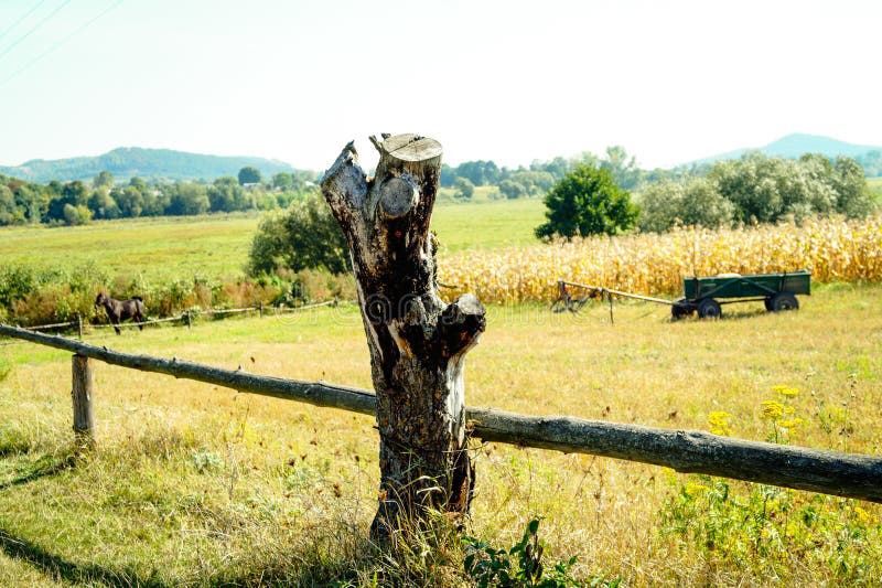 Rural landscape stump stock image. Image of mood, entertainment - 79780933