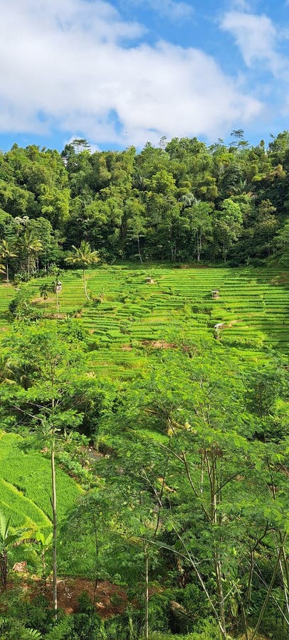 Rural Landscape Terracing Ricefield Stock Image - Image of plantation ...