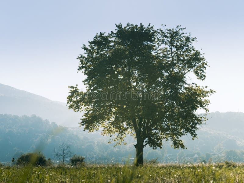 Rural landscape with tree stock image. Image of field - 97399547