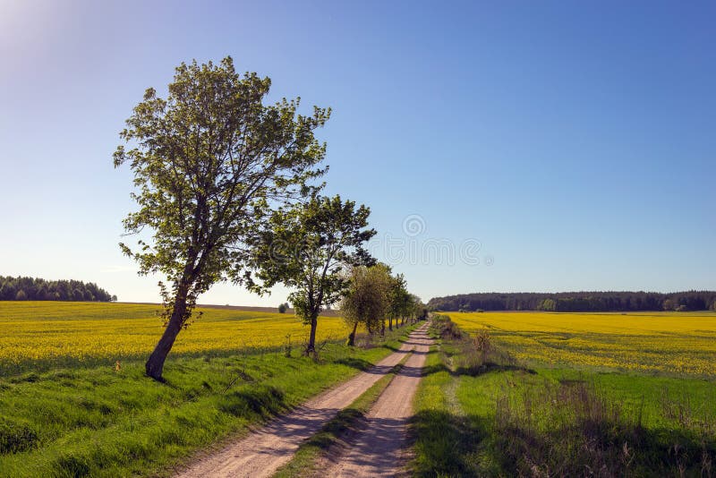 Rural Landscape - a Tree Line with Fields. Stock Image - Image of ...