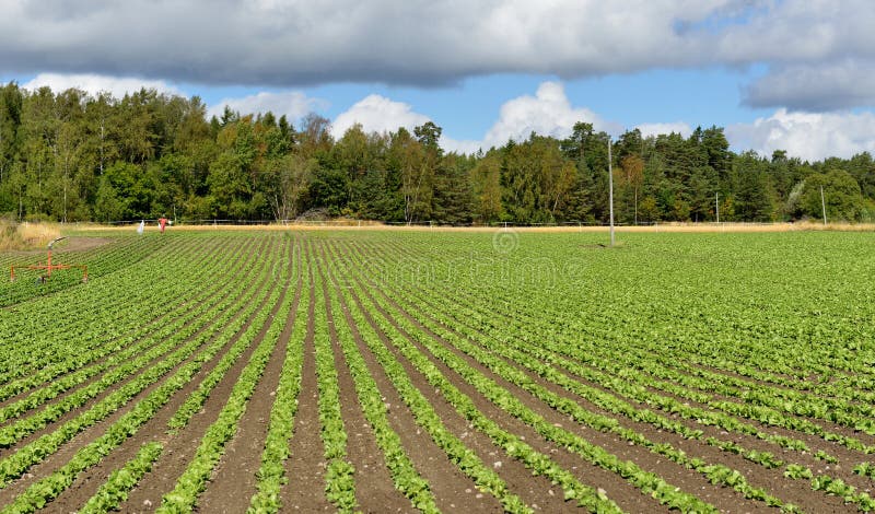 Rural Landscape. Vegetable Cultivation Stock Photo - Image of ...