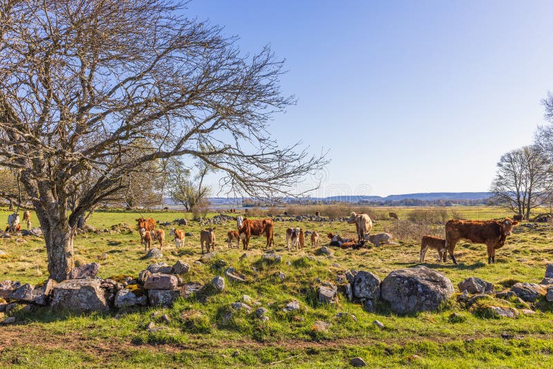 Rural Landscape View in Spring with Cattle in a Meadow Editorial Image ...