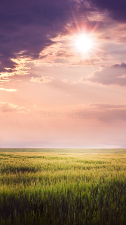 Rural Landscape: Wheat Field with Beautiful Sky during Sunset, Vertical ...