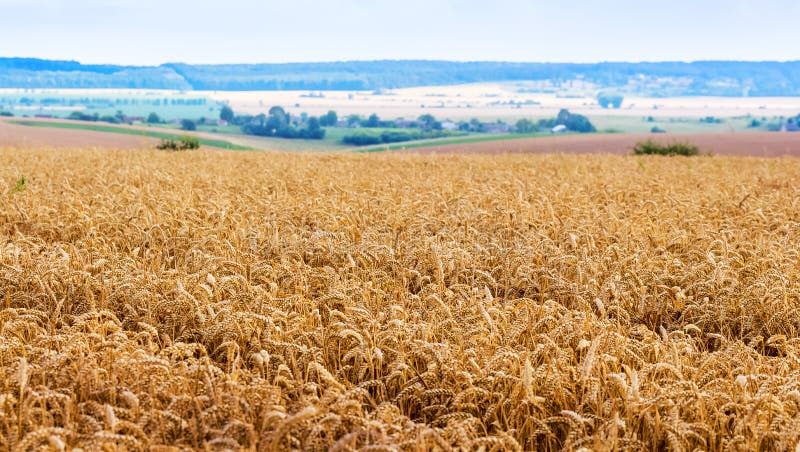 Rural Landscape with Wheat Field and Forest in the Distance_ Stock ...