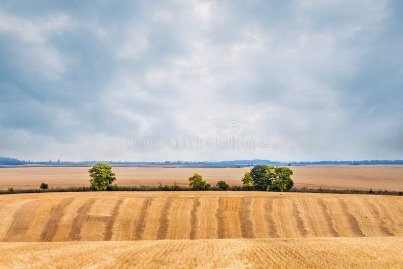 Rural Landscape with Wheat Field and Trees in the Distance_ Stock Photo ...
