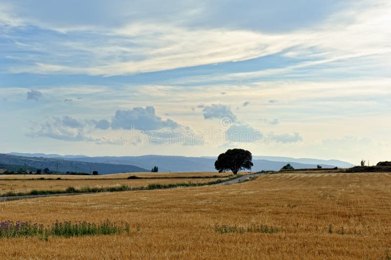 Rural Landscape with Wheat Fields. Sunset. Spain. Stock Image - Image ...