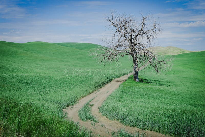 Rural Landscape from Whitman County, Washington Stock Image - Image of ...