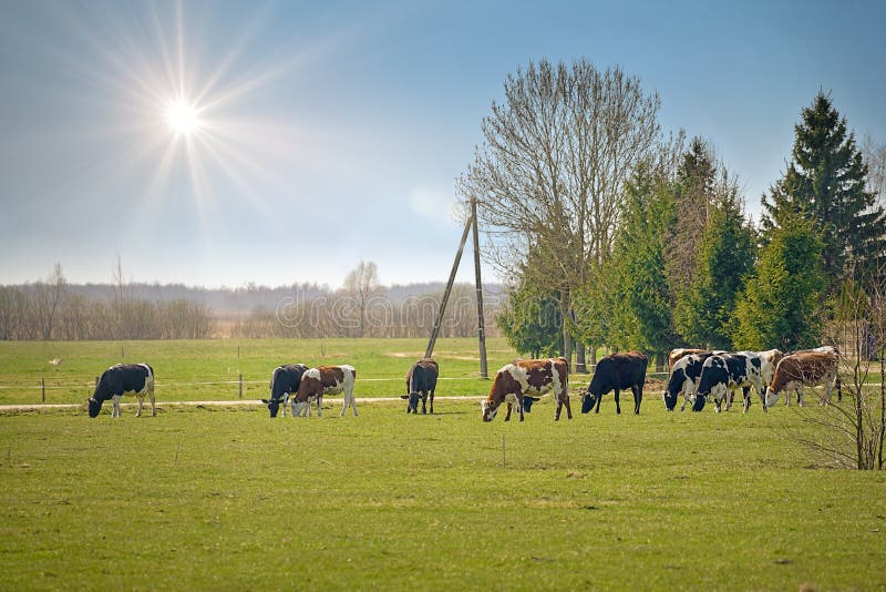 Rural Landscape Width Herd of Cows Grazing in a Field in Sunrays ...