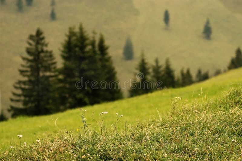 Rural Landscape with Wild Meadow and Pinewood Stock Photo - Image of ...