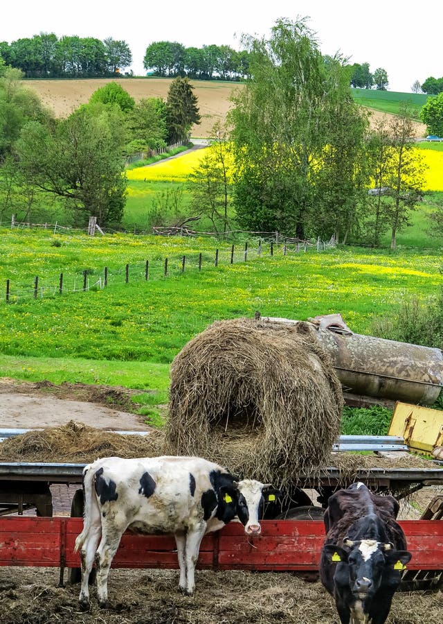 Farmer and cow stock photo. Image of caring, cattle, tags - 13128180
