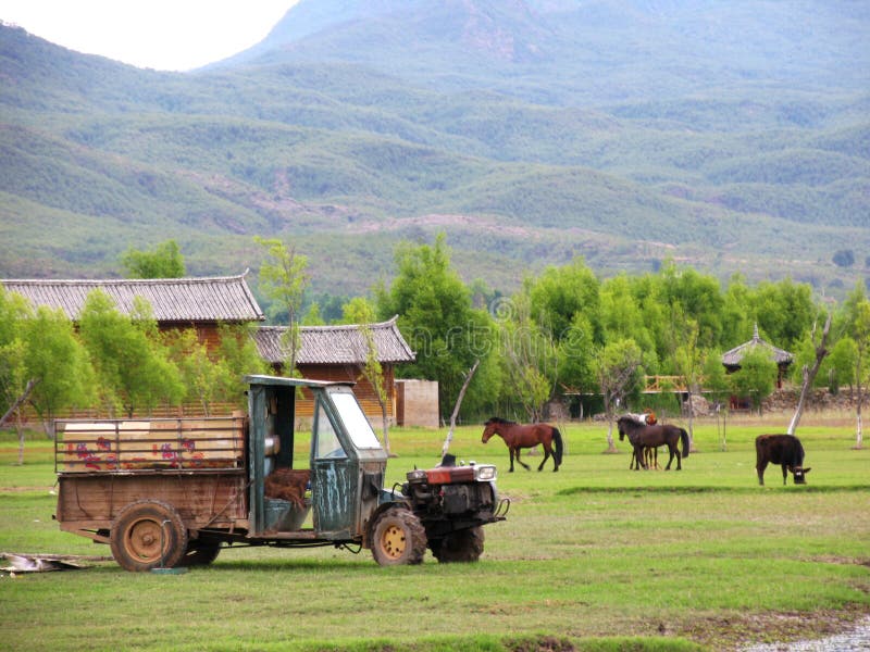 Rural life stock photo. Image of gree, horse, grass, meadow - 5057052
