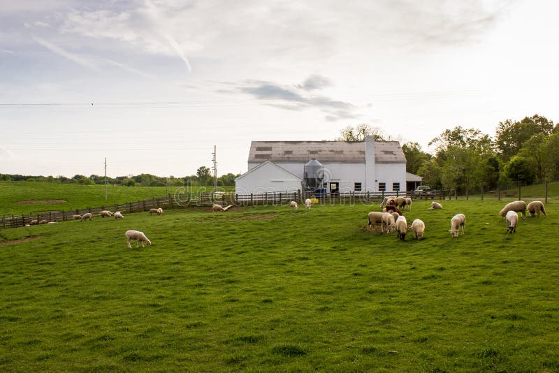 Rural Livestock Farm stock photo. Image of university - 49113462