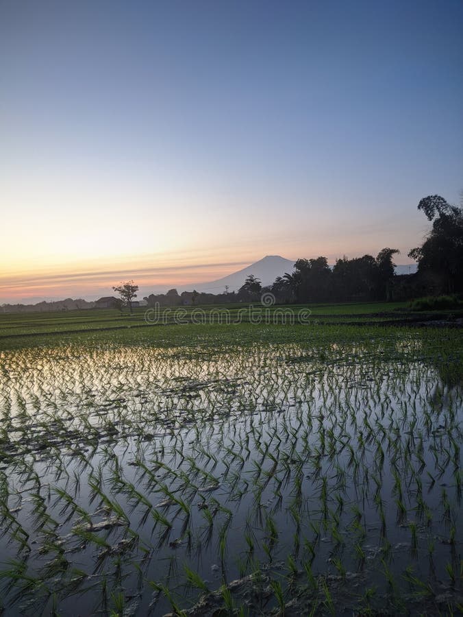 Rural Majesty: Mountain Landscape Overlooking Rice Fields Stock Image ...