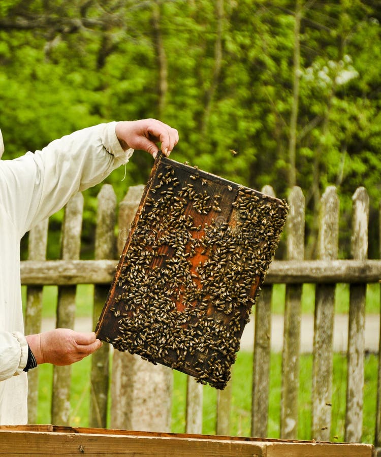 Rural Man Caring for Bees. Beekeeping Stock Image - Image of healthy ...