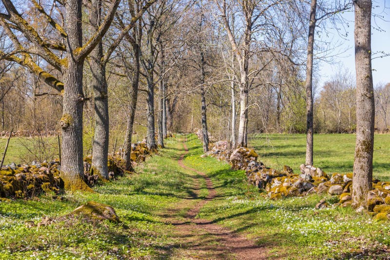 Rural Meadow Landscape and Tree Lined Stone Walls with Path at Spring ...