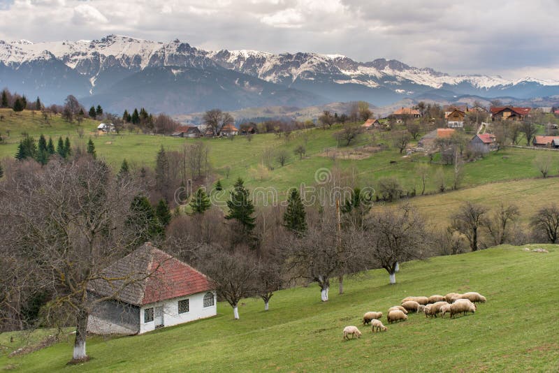 Rural Mountain Landscape with Sheeps Stock Image - Image of traditional ...