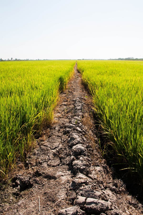 Rural Mud Road through Green Rice Fields Stock Photo - Image of season ...
