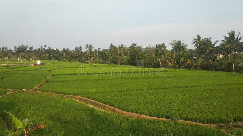 Rural Natural Atmosphere, Beautiful Views of Rice Fields in the ...