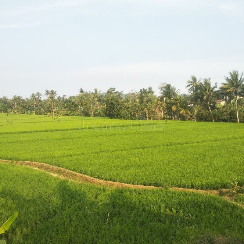 Rural Natural Atmosphere, Beautiful Views of Rice Fields in the ...