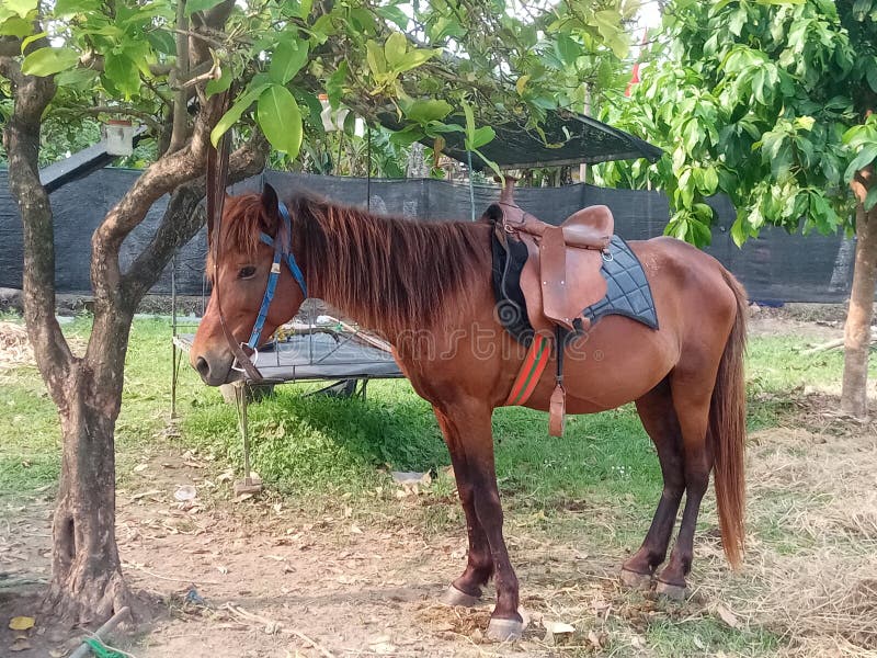 RURAL NATURAL HORSE stock photo. Image of grazing, animal - 254133124