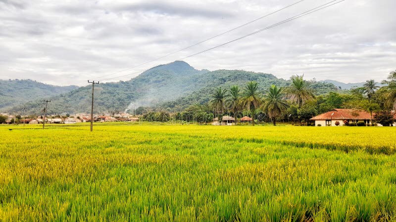 Rural Nature with Stretching Rice Fields that are Starting To Turn ...