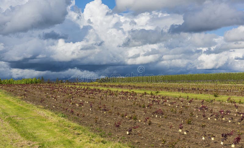 Rural Oregon Landscape and Stormy Weather Stock Photo - Image of barns ...