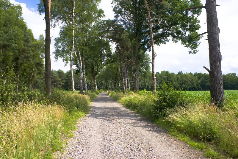 Rural Path Enclosed with Lath Fence at Summer Stock Image - Image of ...