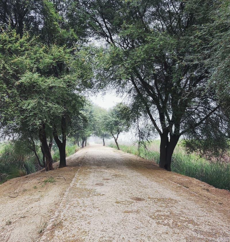 Rural path alongside trees stock photo. Image of infrastructure - 261376806