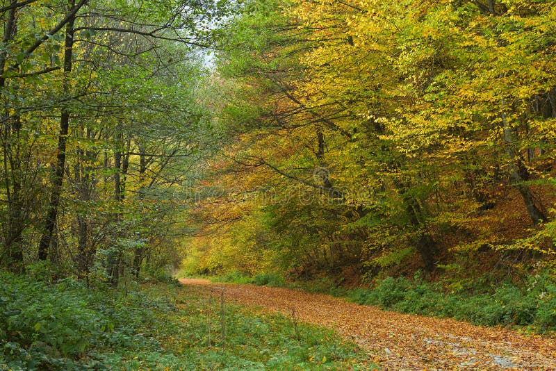 Rural Path Covered by Leaves in Forest Stock Image - Image of foliage ...