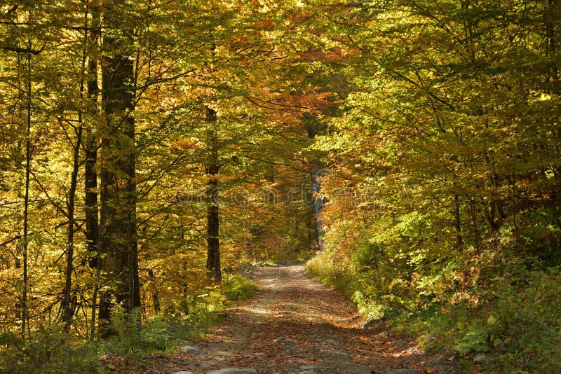 Rural Path in Deep Forest, Autumn Landscape Stock Photo - Image of ...